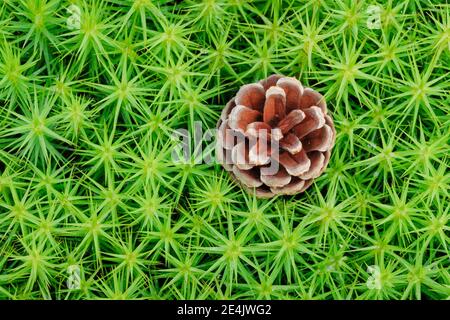 Pine cones in maidenhair moss Stock Photo - Alamy