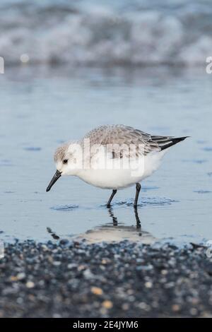 Sanderling - Sanderling - Calidris alba, Germany, adult, nonbreeding ...
