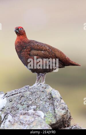 Red Grouse (Lagopus lagopus scoticus) adult female, feeding on heather ...