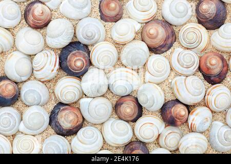 Snail shells, Scotland, UK Stock Photo - Alamy