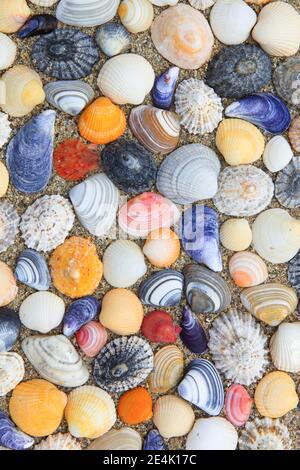 Shells in the sand, Scotland, UK, arranged Stock Photo - Alamy