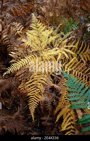 autumn dead bracken Stock Photo - Alamy