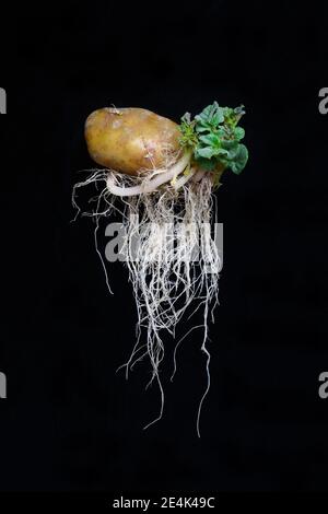 Potato roots. Roots of a potato plant (Solanum tuberosum), dug up and ...