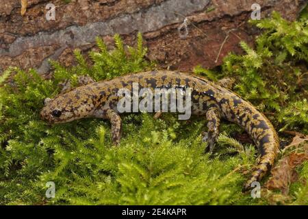 The Japanese streamside or Hondo salamander Hynobius kimurae Stock ...