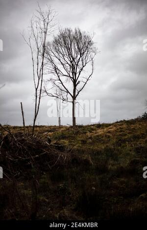 The woodlands surrounding the ruins of Blayney Castle. Castleblayney ...