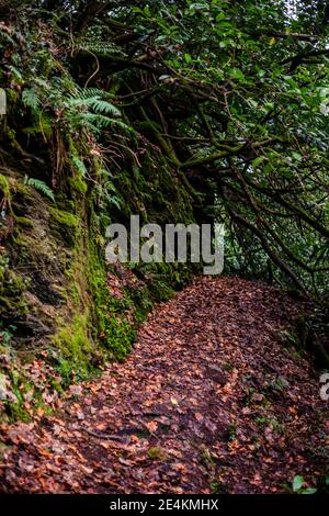 The woodlands surrounding the ruins of Blayney Castle. Castleblayney ...