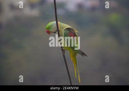 Indian ringneck parrot dancing on cable wire Stock Photo - Alamy