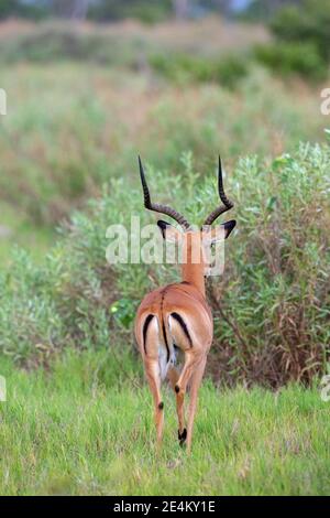 Impala (Aepyceros melampus). Rump markings, leg, hock, ankle, fetlocks ...