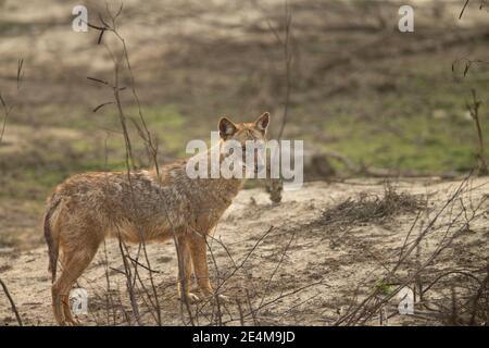 Adult Golden Jackal (Canis aureus) presumably of the nominate subspecies C.a.aureus (Common ...