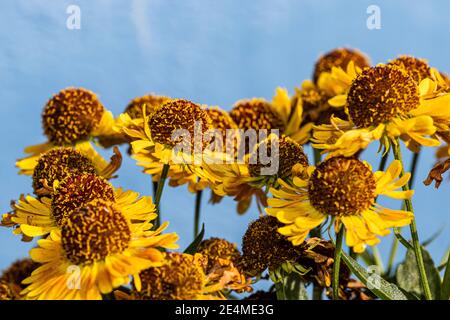 Helenium autumnale Mariachi ‘Fuego’ Stock Photo - Alamy