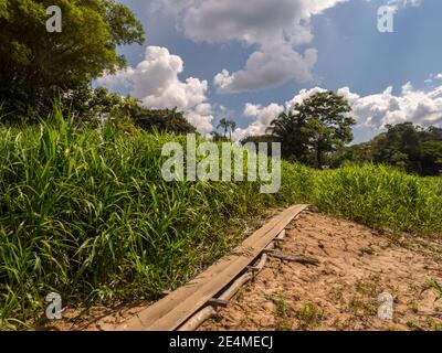 Wooden path on the bank of Javari River, the tributary of the Amazon ...