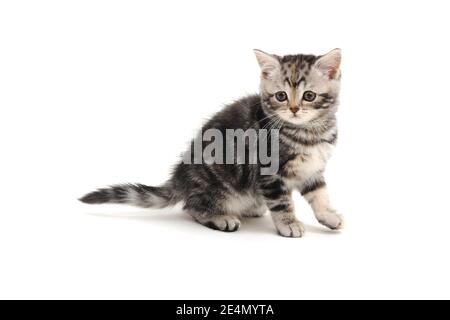 American wire haired cat Stock Photo - Alamy