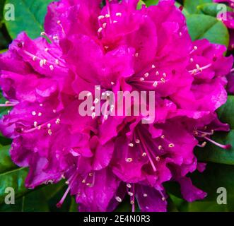 Rhododendron Rocket growing in a Country Garden Stock Photo - Alamy