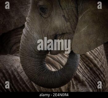 A closeup portrait of a baby elephant Stock Photo - Alamy