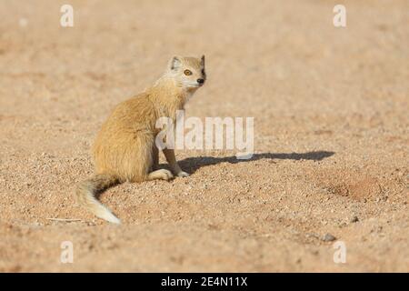 Yellow mongoose, Solitaire, Namibia, August 2013 Stock Photo - Alamy