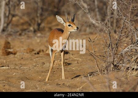 Steenbok, Etosha, Namibia, August 2013 Stock Photo - Alamy