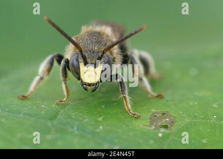 The male of the Yellow Loosestrife Bee with it's yellow face Stock ...