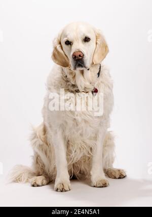 Portrait of an adorable Golden retriever, studio shot, isolated on grey ...
