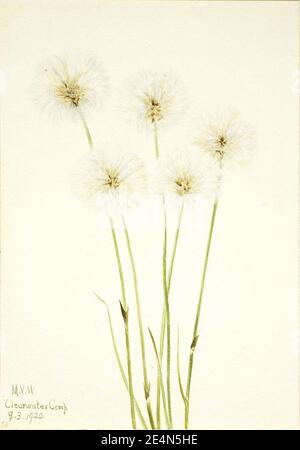 Slender Cotton-Grass (Eriophorum chamissonis). Date: 1920. Watercolor ...