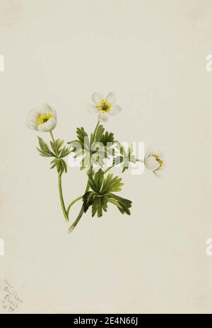 White Globeflower (Trollius albiflorus Stock Photo - Alamy