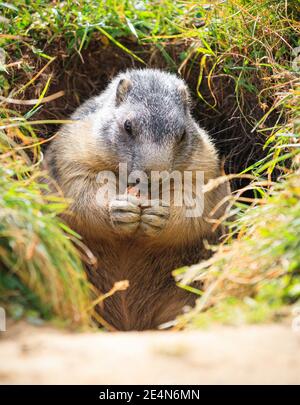 Marmot Marmota is eating in the swiss alps, getting food get feed ...