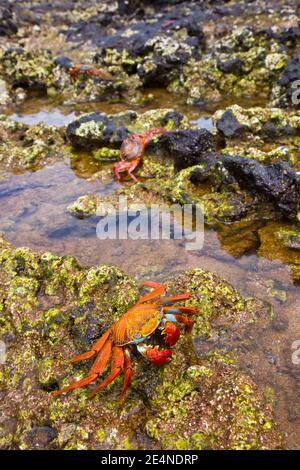 Zayapa, Islas Galapagos, Ecuador Stock Photo - Alamy