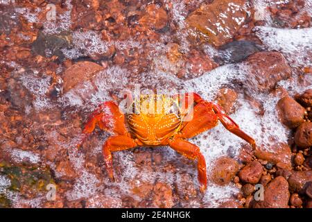 Zayapa, Islas Galapagos, Ecuador Stock Photo - Alamy