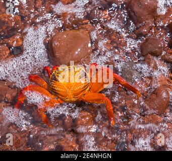 Zayapa, Islas Galapagos, Ecuador Stock Photo - Alamy