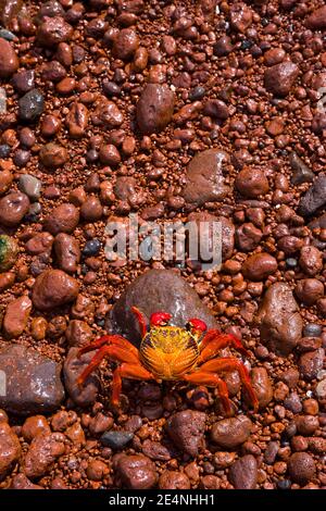 Zayapa, Islas Galapagos, Ecuador Stock Photo - Alamy