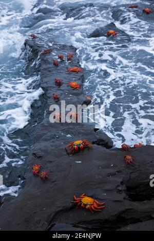 Ecuador. Parque Nacional de las Islas Galapagos. Zayapa (Grapsus ...