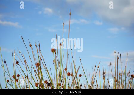 Wetland vegetation leafless rush in coastal Catlins, South Island New ...