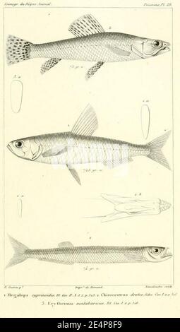 Megalops cyprinoides Chirocentrus dorab Hoplias malabaricus Stock Photo ...