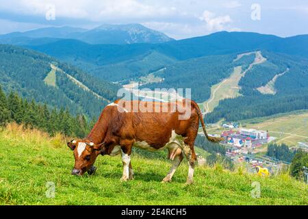 Brown cow grazes in bright summer day in mountains. Fresh air and ...