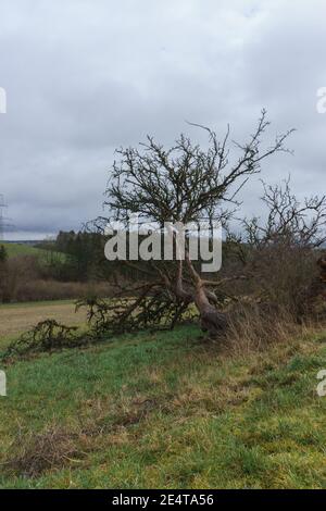 Fallen dead tree on farmland, Calingiri Western Australia Stock Photo ...