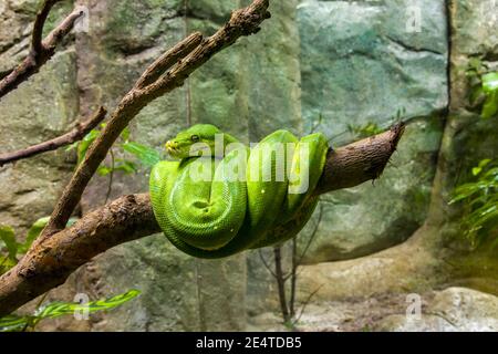 The emerald coils and scales of a Green Tree Python hanging Stock Photo ...