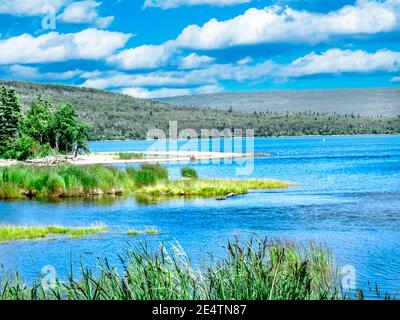 A grizzly bear hunting salmon at Brooks falls. Coastal Brown Grizzly ...