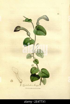 Medical botany (Plate 60 Stock Photo - Alamy