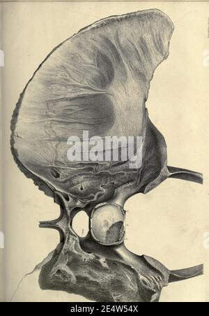 Memoir on the megatherium, or giant ground-sloth of America Stock Photo ...