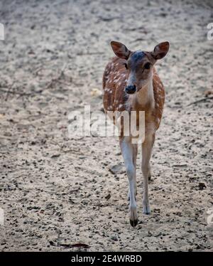 The chital (Axis axis), also known as spotted deer, chital deer, and ...