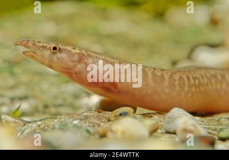Tire track eel (Mastacembelus armatus) two photographed on white ...