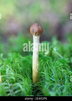 Tolypocladium capitatum, also called Elaphocordyceps capitata, the ...