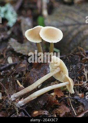 Naucoria escharioides, also called Alnicola escharioides, commonly ...