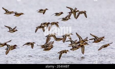 Flock of migrating Eurasian teal (Anas crecca) taking off from feeding ...