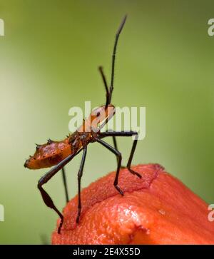 Leaf-footed Bug Nymph of the species Athaumastus haematicus Stock Photo ...