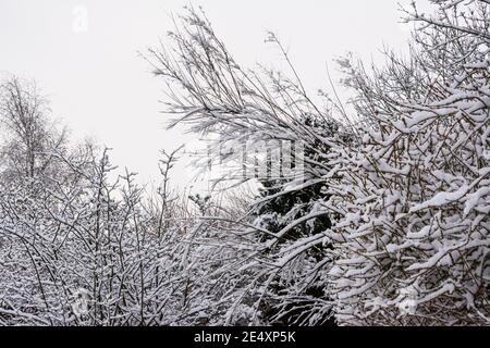 The branches of a tamerisk and a snowy mespilus (Amelanchier lamarckii ...