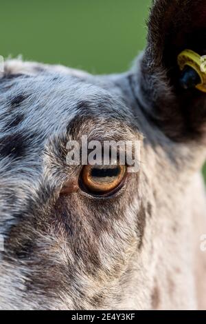 Close up of a Blue Faced Leicester's ewe head Stock Photo - Alamy