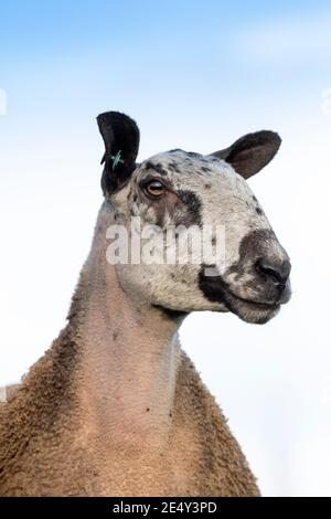Close up of a Blue Faced Leicester's ewe head Stock Photo - Alamy