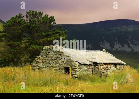Traditional Scottish Croft; Stone built cottage covered in ivy greenery ...