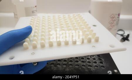 Scientist making capsules with powder medicine in the pharmacy ...