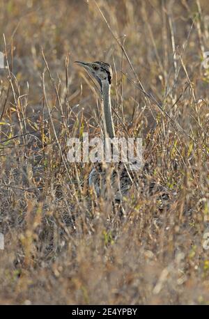 Black-bellied bustard in Kruger national park, South Africa ; Specie ...